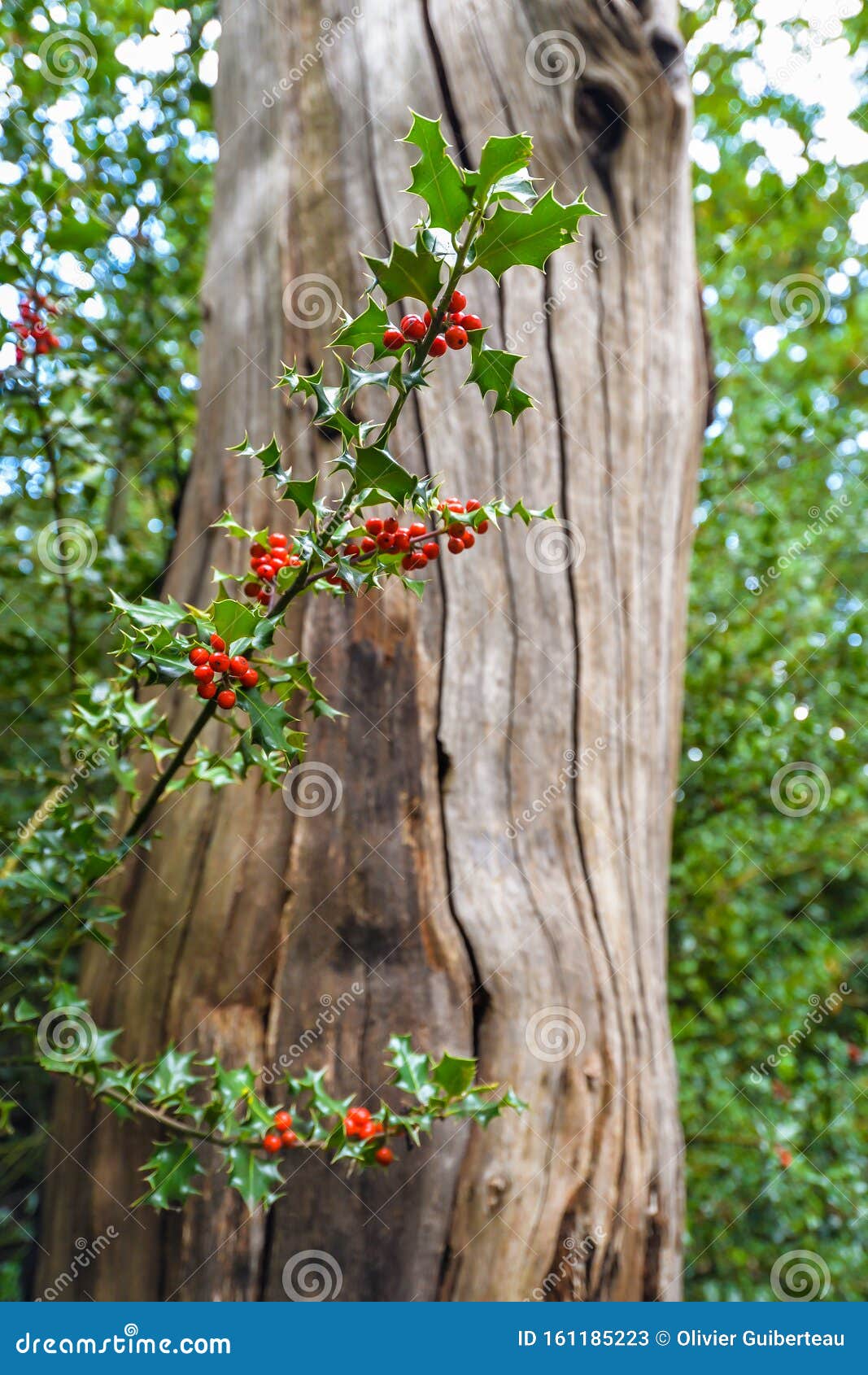 Wild Holly Growing in the Forest Stock Image - Image of forest, culture ...