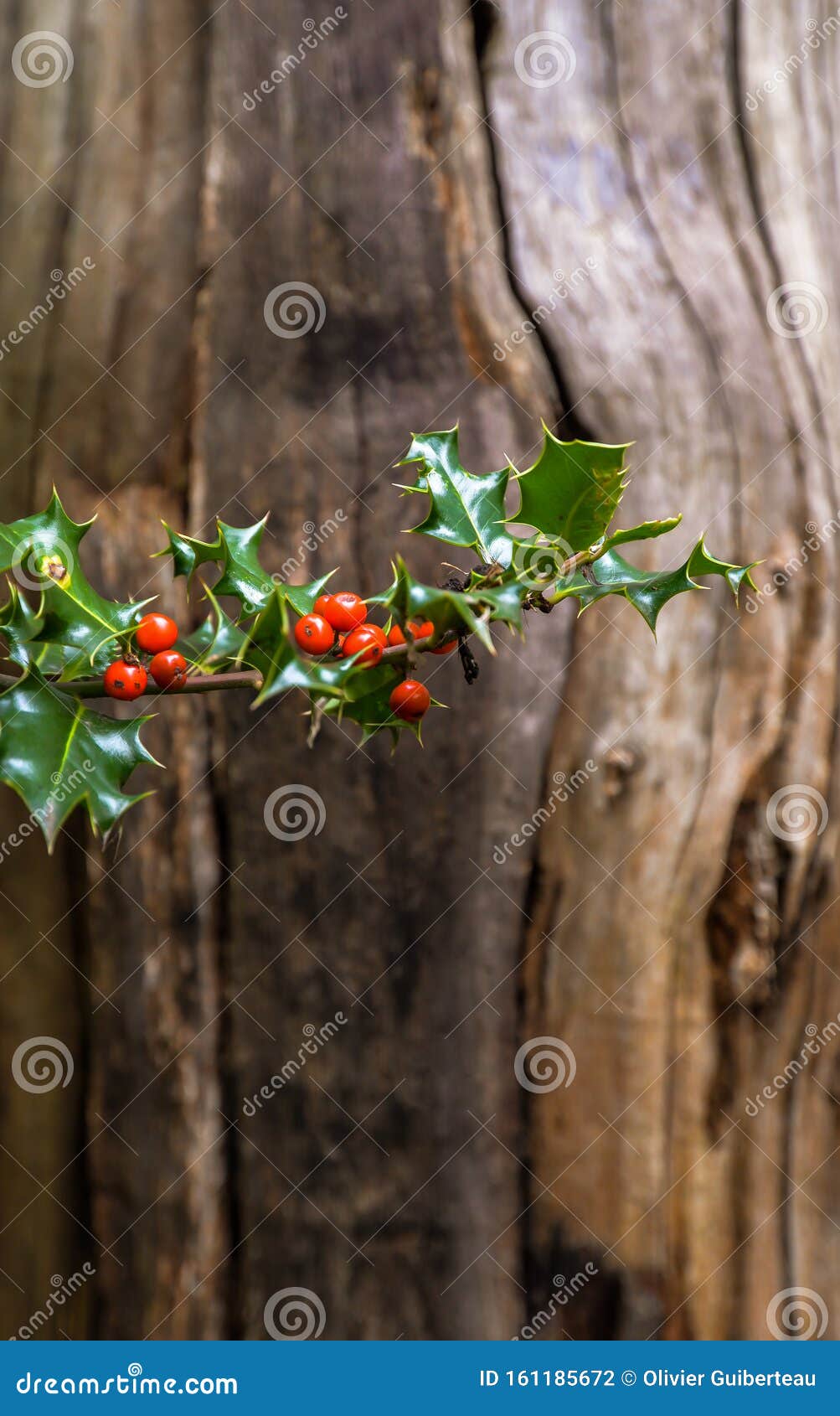 Wild Holly Growing in the Forest Stock Photo - Image of traditional ...