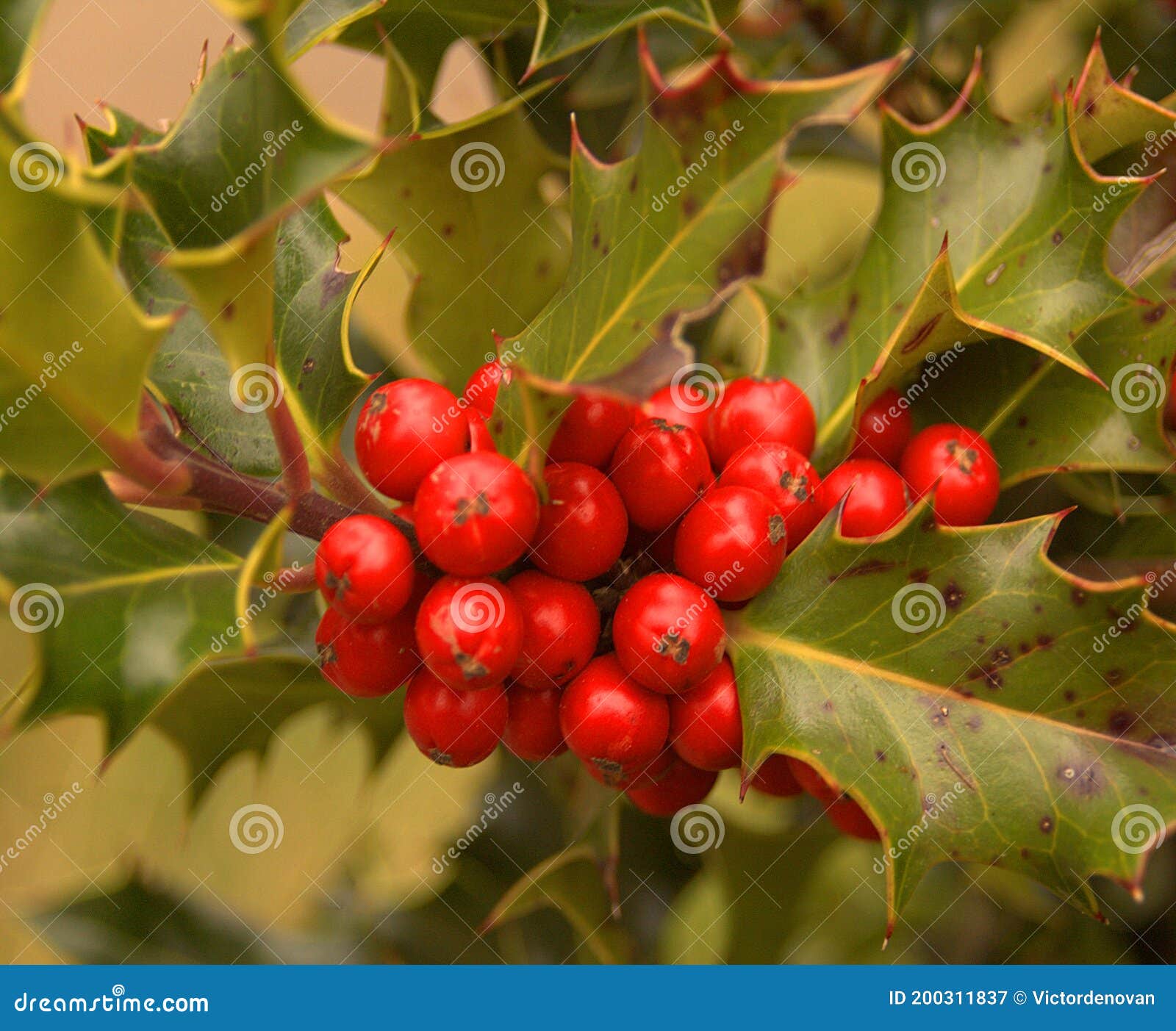 Red berries on holly tree stock image. Image of berries - 200311837