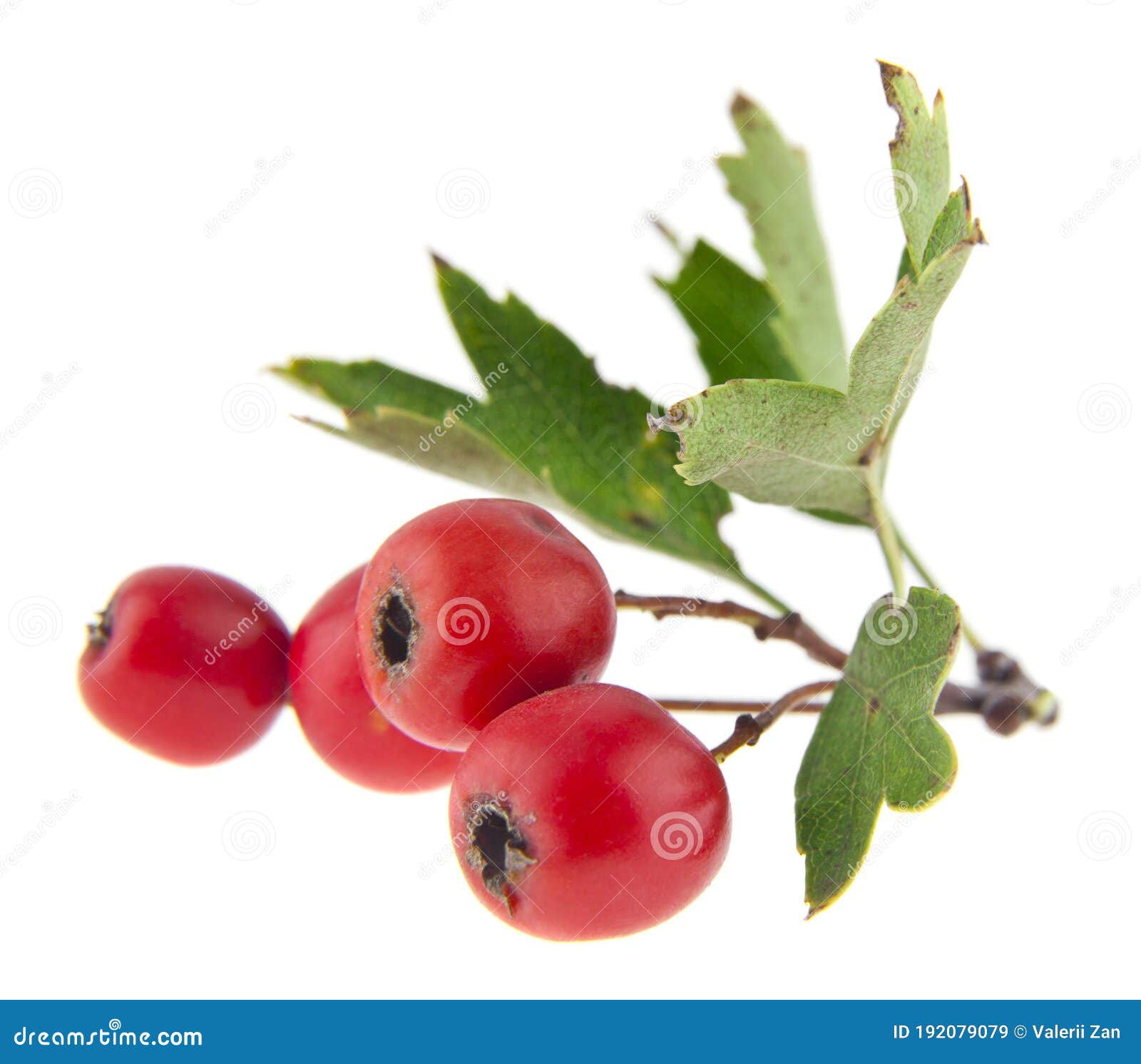 Red Berries Isolated on White Background. Stock Image - Image of ...