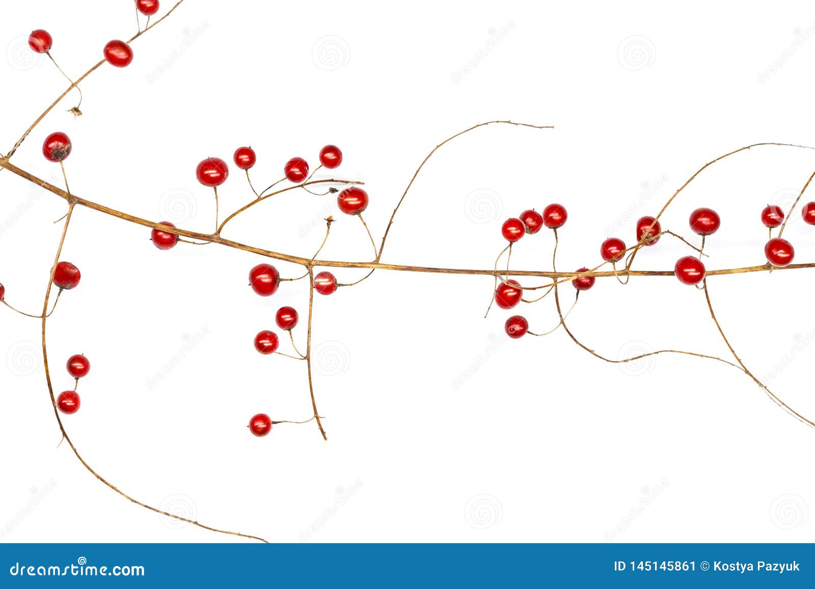 Red Berries Isolated on White Background Stock Image - Image of ...