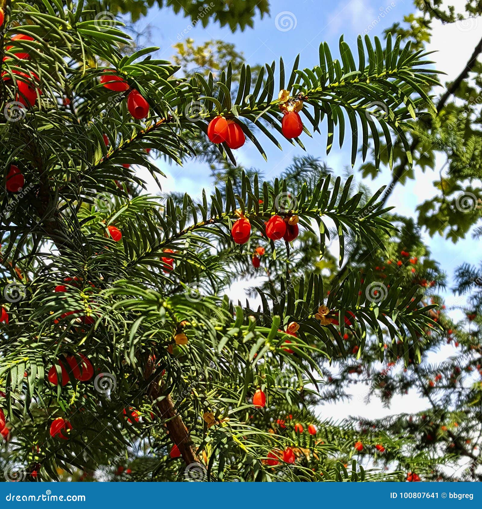 Red Berries of Juniper in Nature Close Up. Coniferous Forest Stock ...