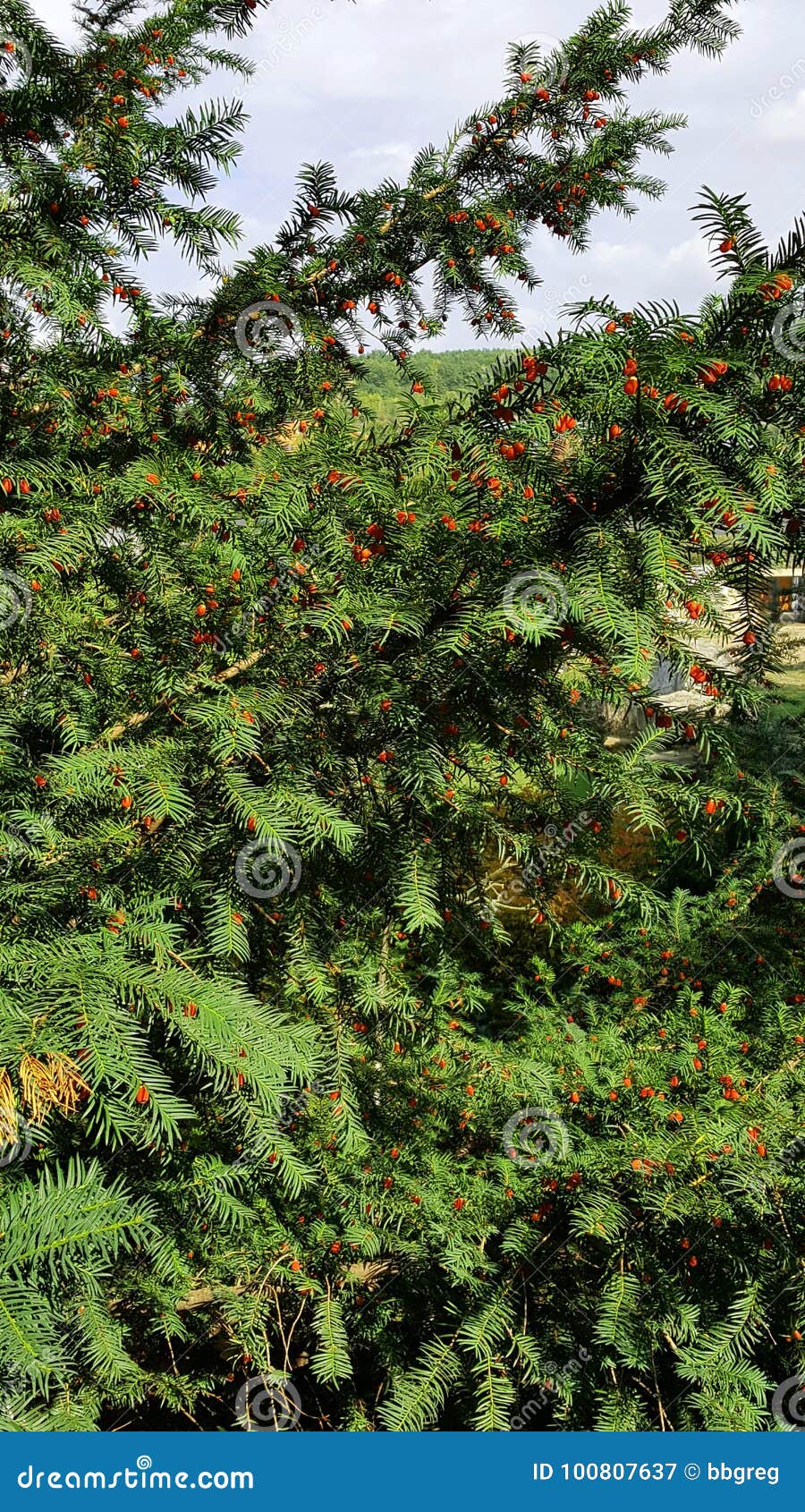Red Berries of Juniper in Nature. Coniferous Forest Stock Image - Image ...