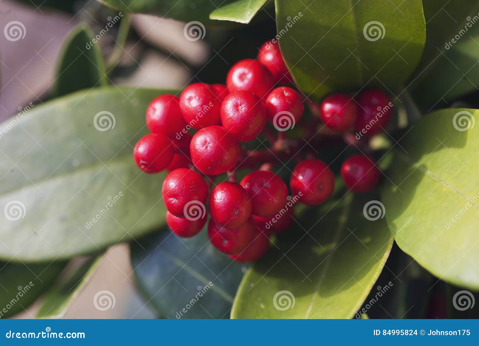 Red Berries on a Laurel stock photo. Image of berries - 84995824