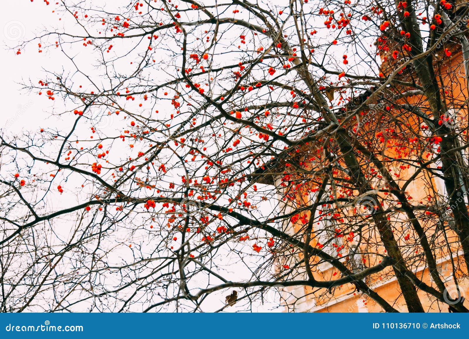 Red Berries on Leafless Branches Stock Photo - Image of natural, flora ...