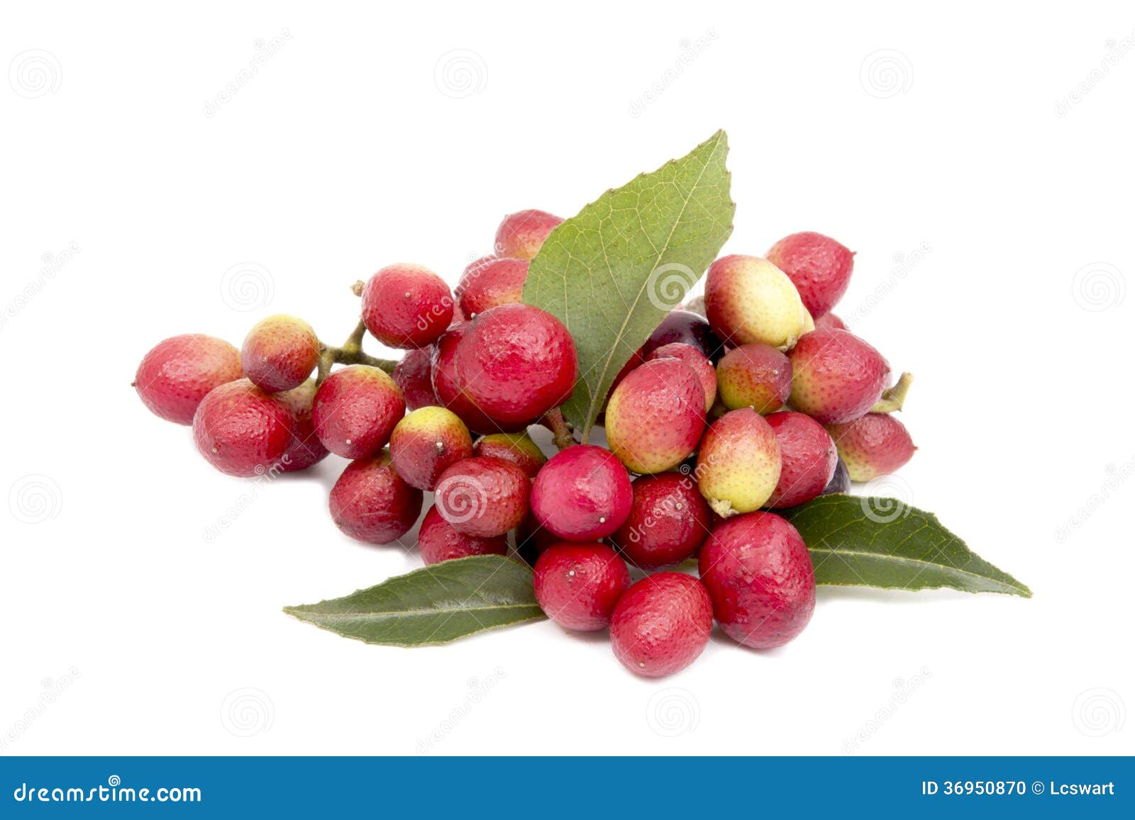Red Berries and Leaves of Curry Leaf Tree Stock Photo - Image of plant ...