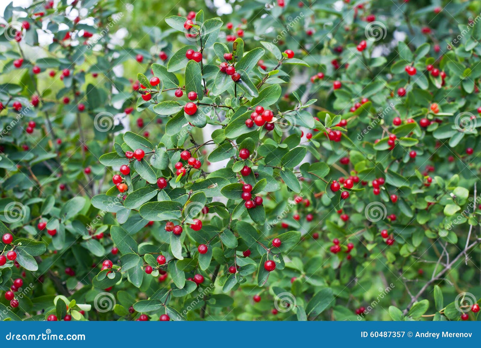 Red berries stock image. Image of plants, shrubs, leaves - 60487357