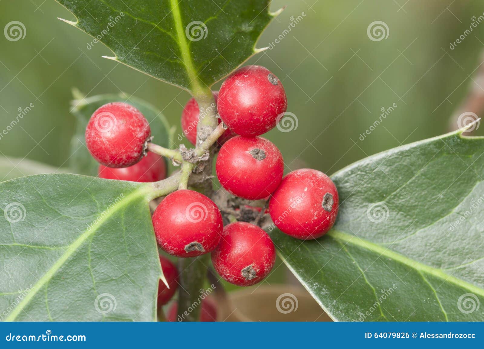 Red Berries of Ornamental Bush Stock Photo - Image of detail, fall ...