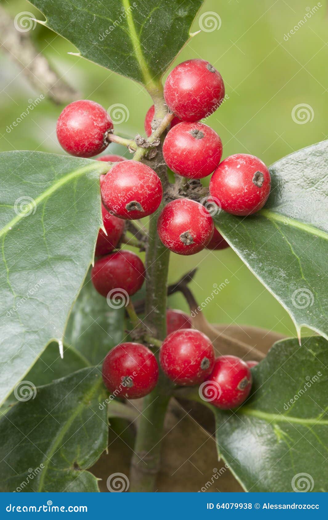 Red Berries of Ornamental Bush Stock Photo - Image of fall, leaf: 64079938