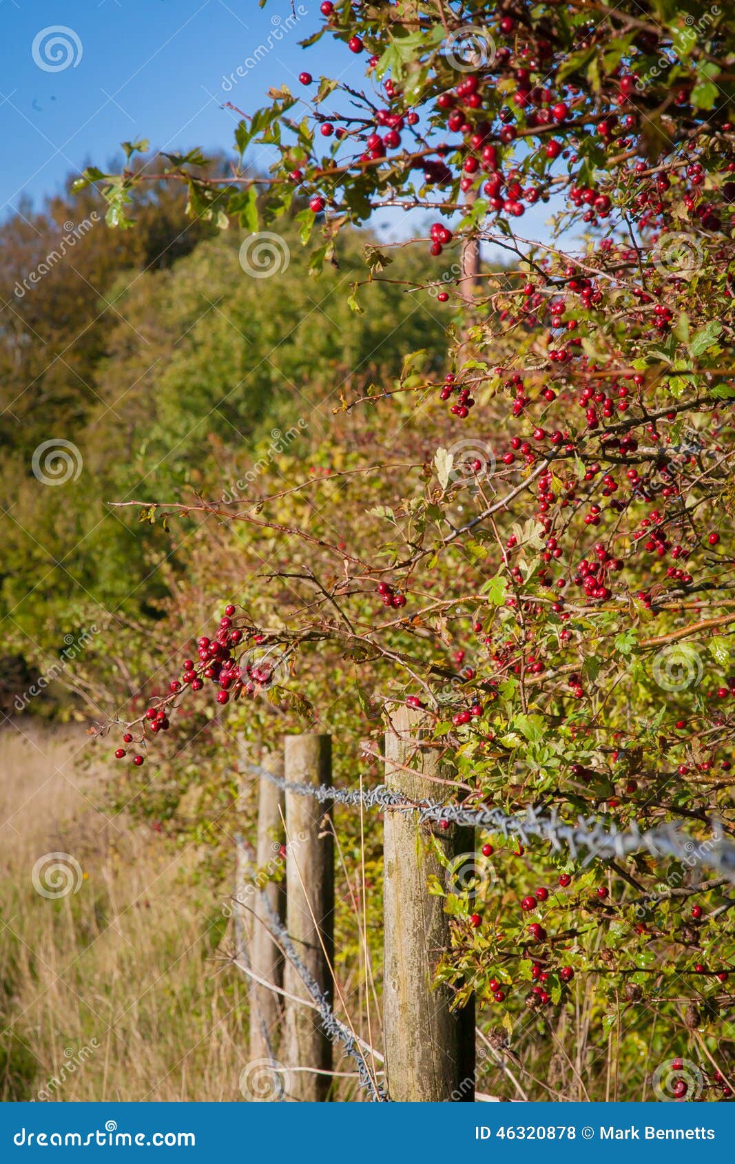 Red Berries Over Barbed Wire Fence Stock Photo - Image of crimson ...