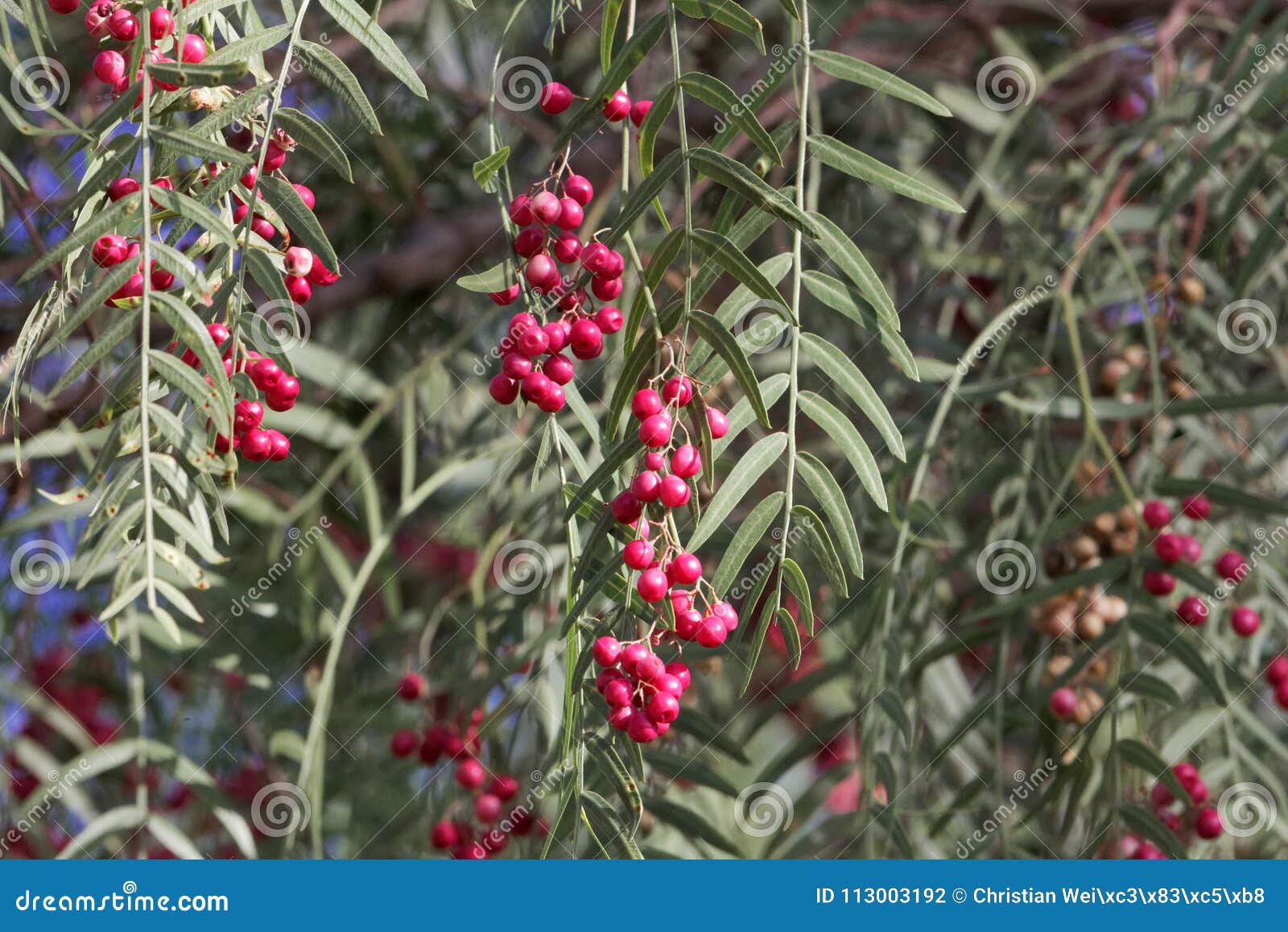 Schinus Molle. California Pepper Tree. Peruvian Pepper Tree Texture And ...