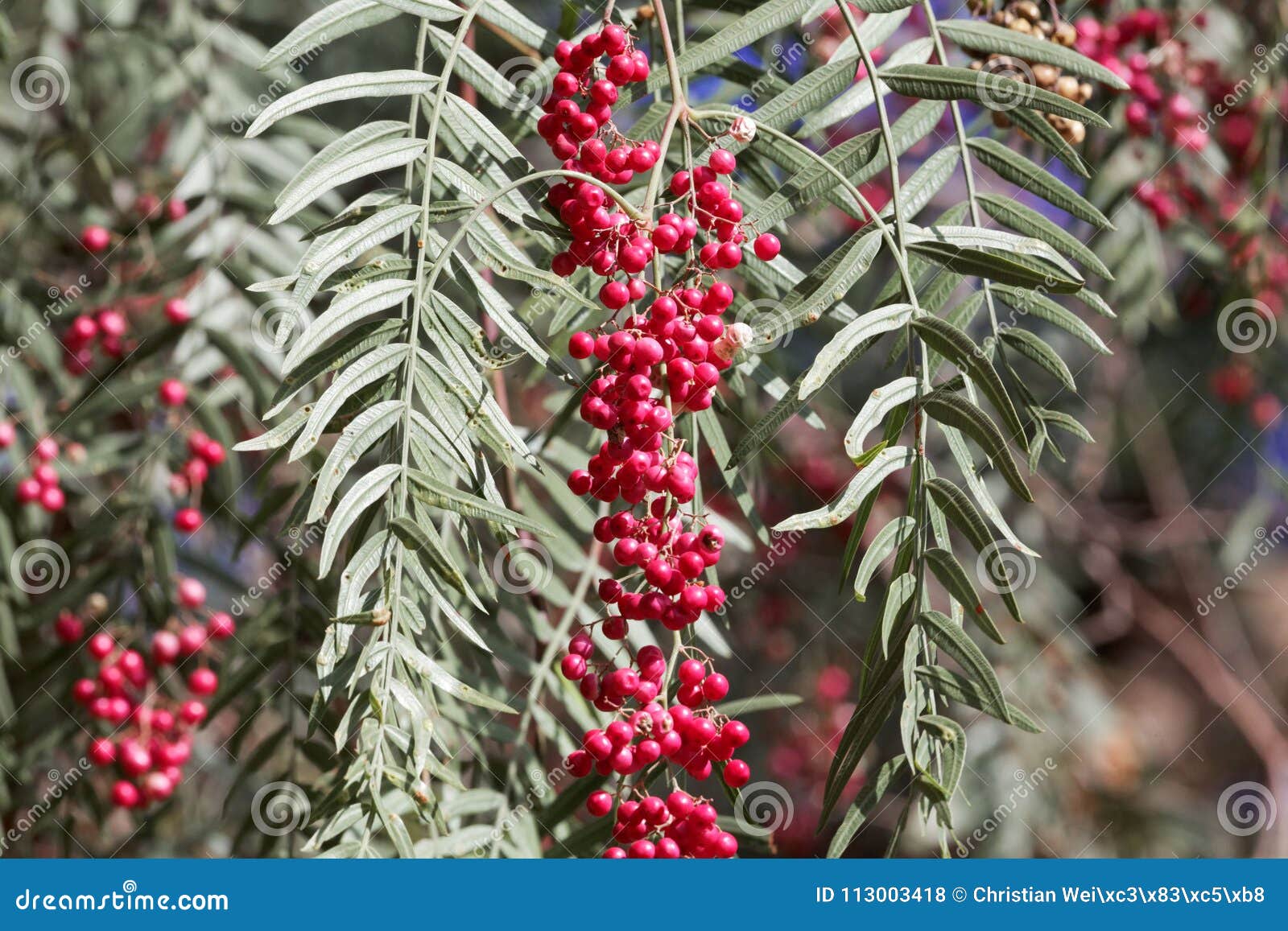 Red Berries of a Peruvian Peppertree Schinus Molle Stock Photo - Image ...