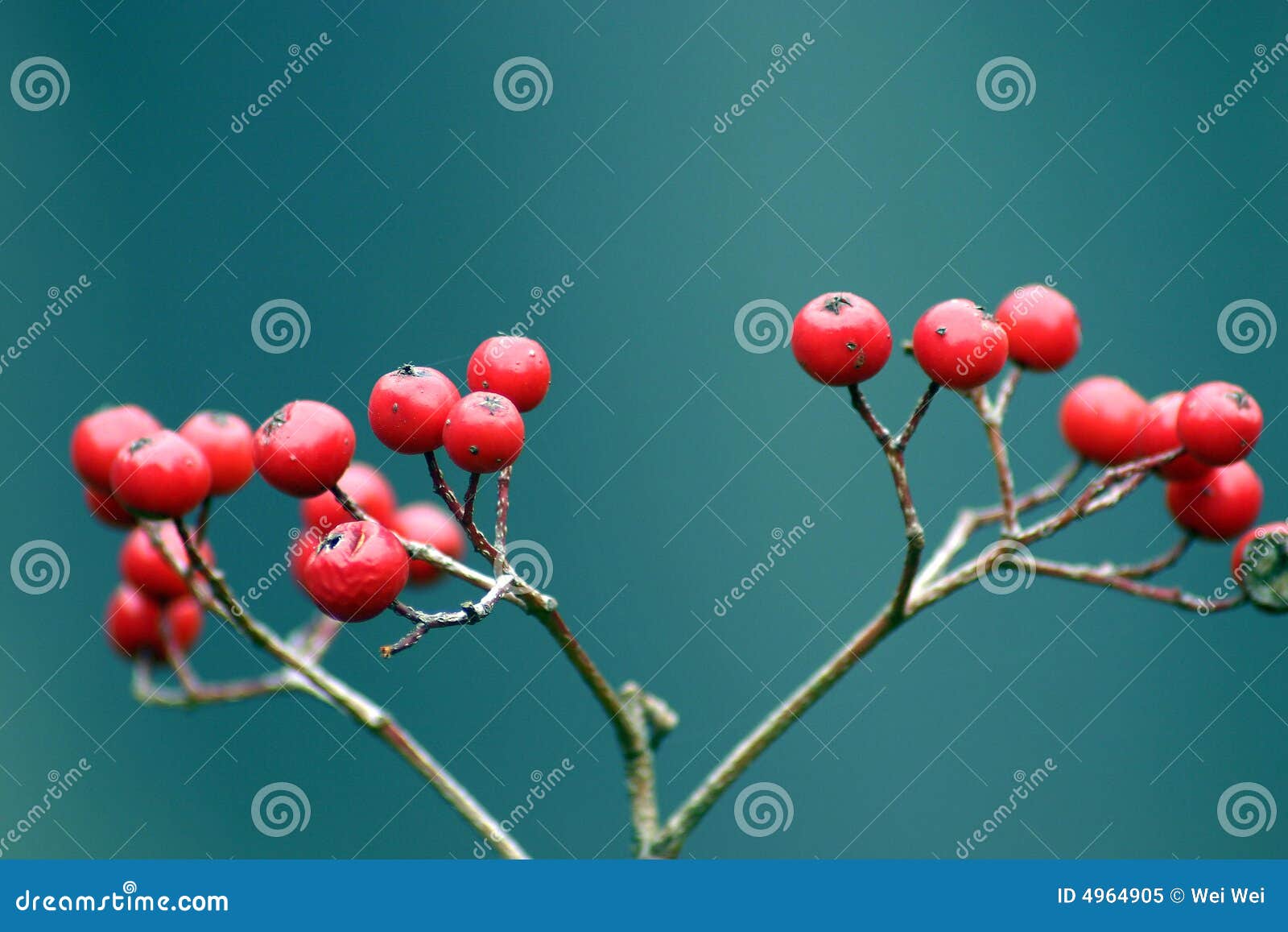 Red berries on plant stock image. Image of copy, vivid - 4964905