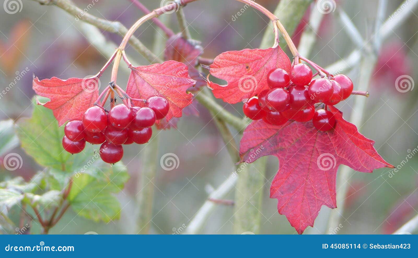 Red Berries Plant stock photo. Image of berry, viburnum - 45085114
