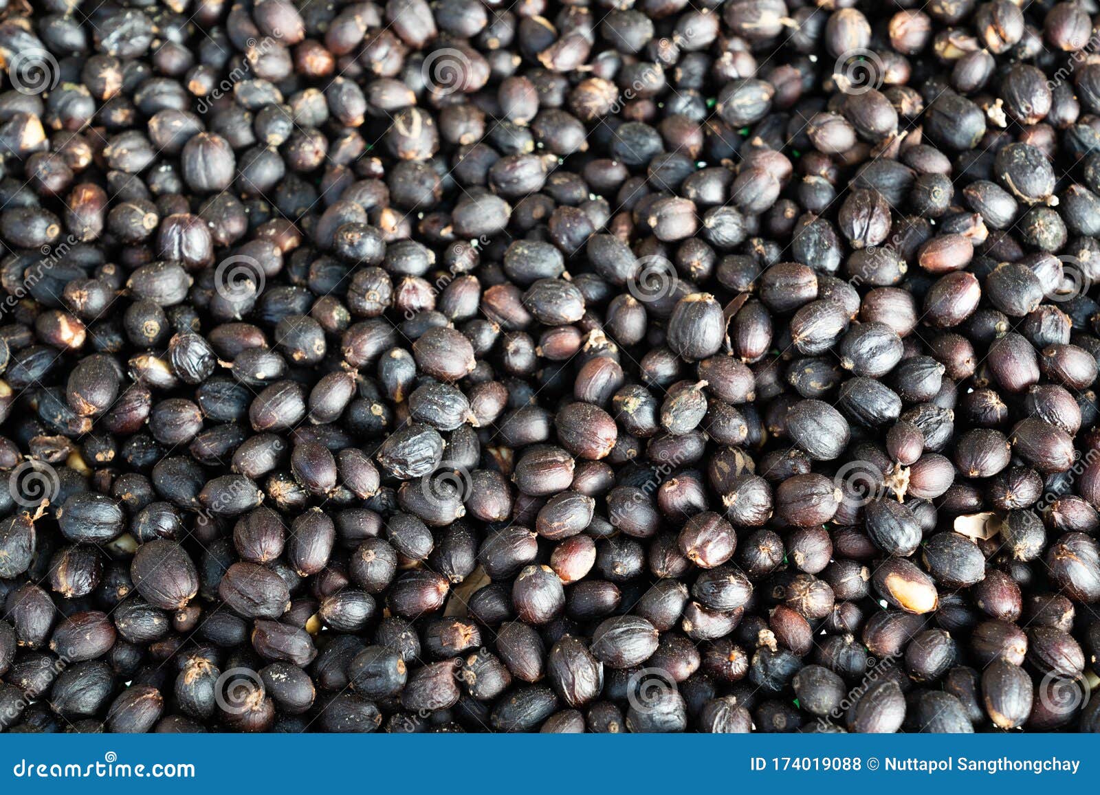 Red Berries Raw Coffee Beans with Shell in Dry Process in Tray ...