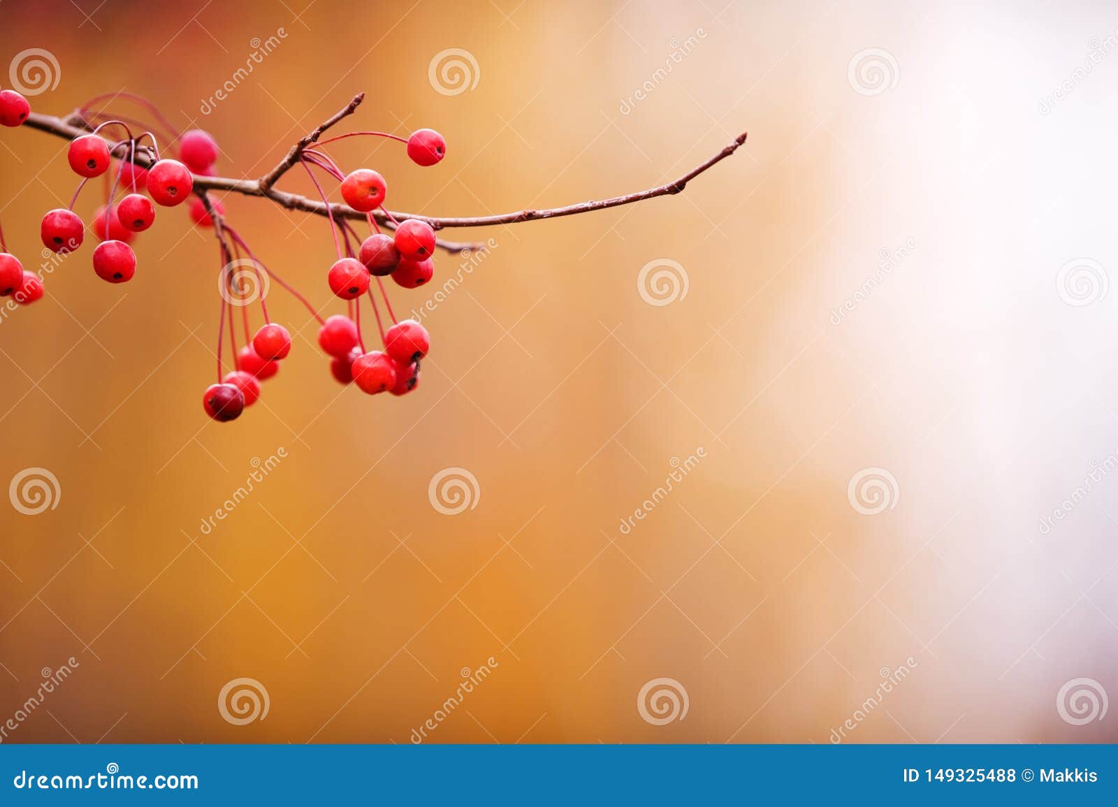 Siberian Crab Apple Red Berries Stock Photo - Image of natural, plant ...