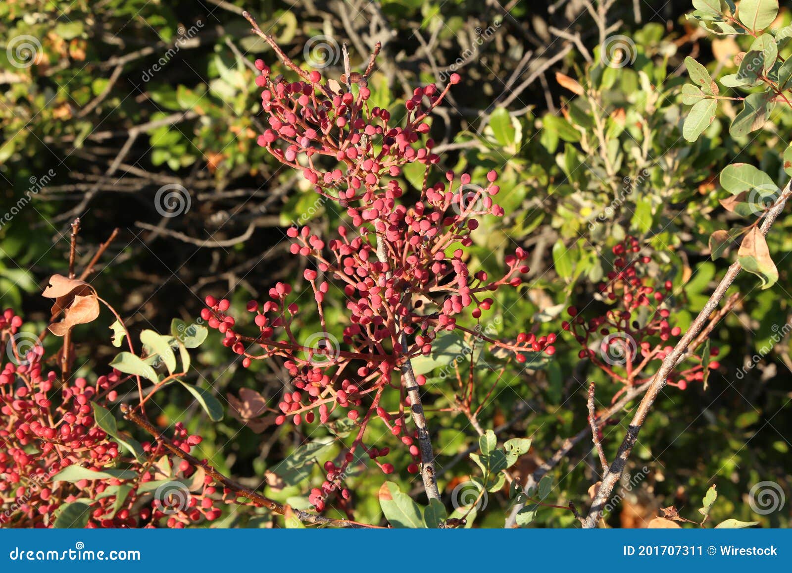 Red Berries Ripen on Branches of Shrubs. Stock Image - Image of ripen ...