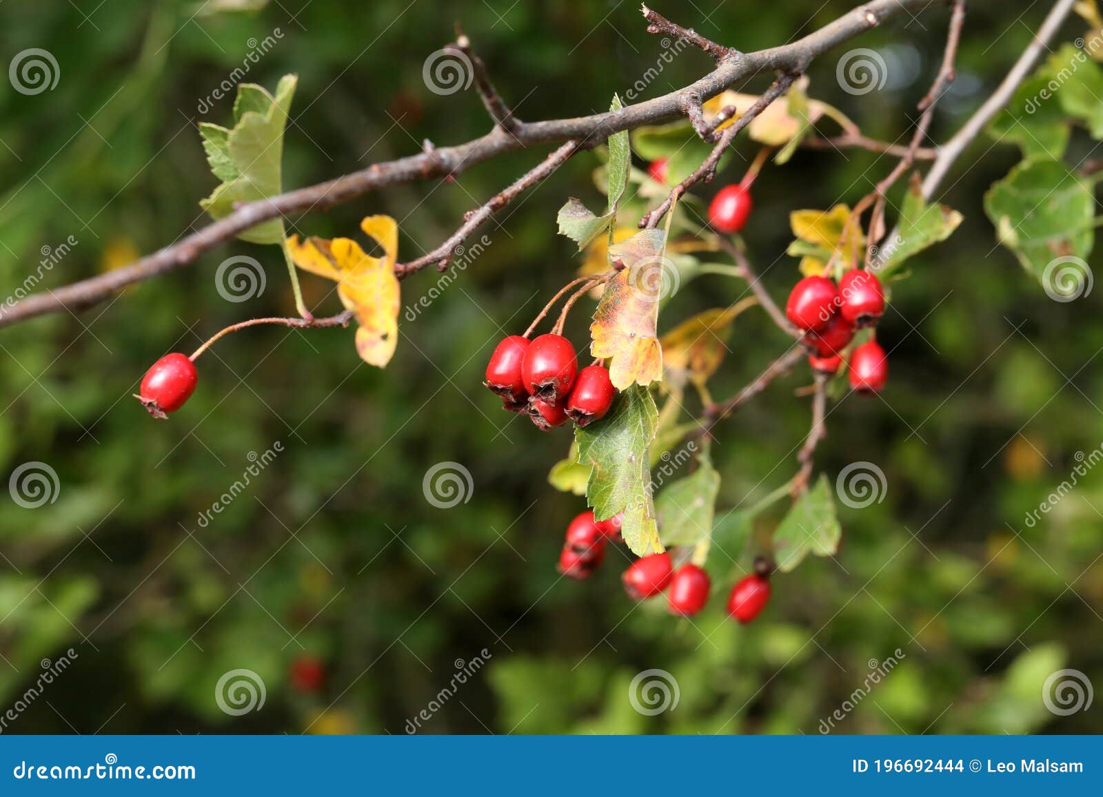 Red Berries Ripen on Bushes in the Forest Stock Photo - Image of ...