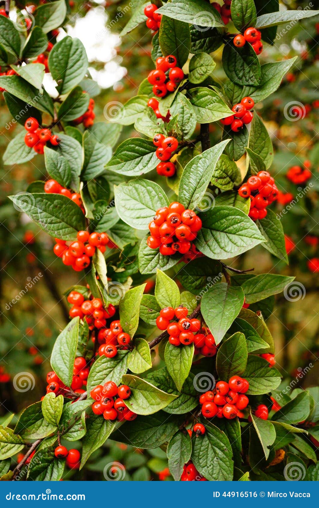 Red berries stock photo. Image of shrub, outdoor, berries - 44916516
