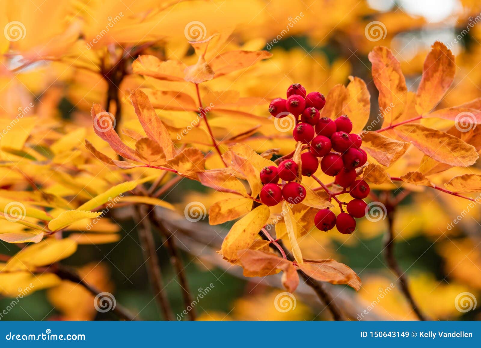 Red Berries on Sitka Spruce Tree Stock Image - Image of outdoor ...