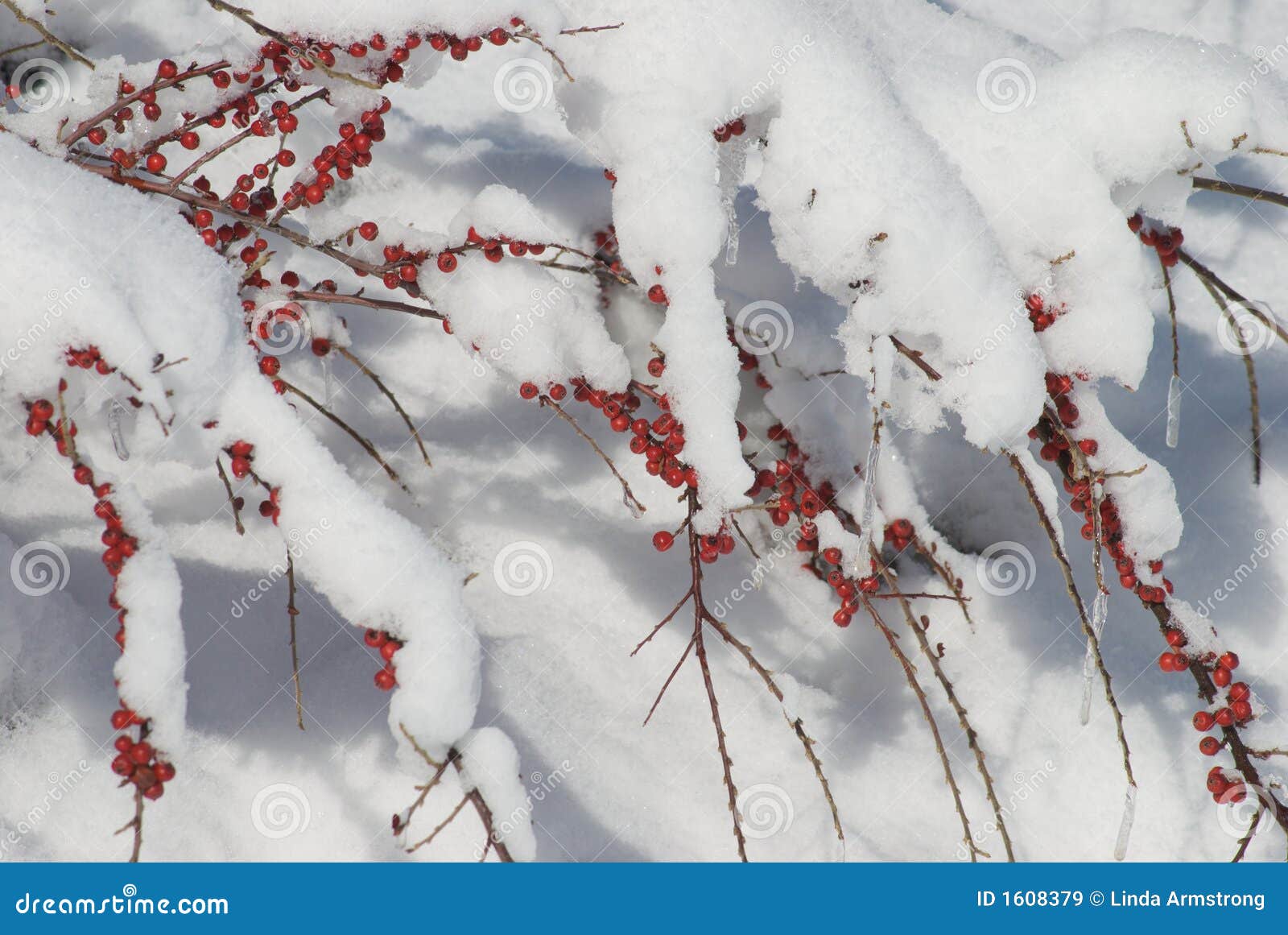 Red berries in snow stock image. Image of berries, decorative - 1608379