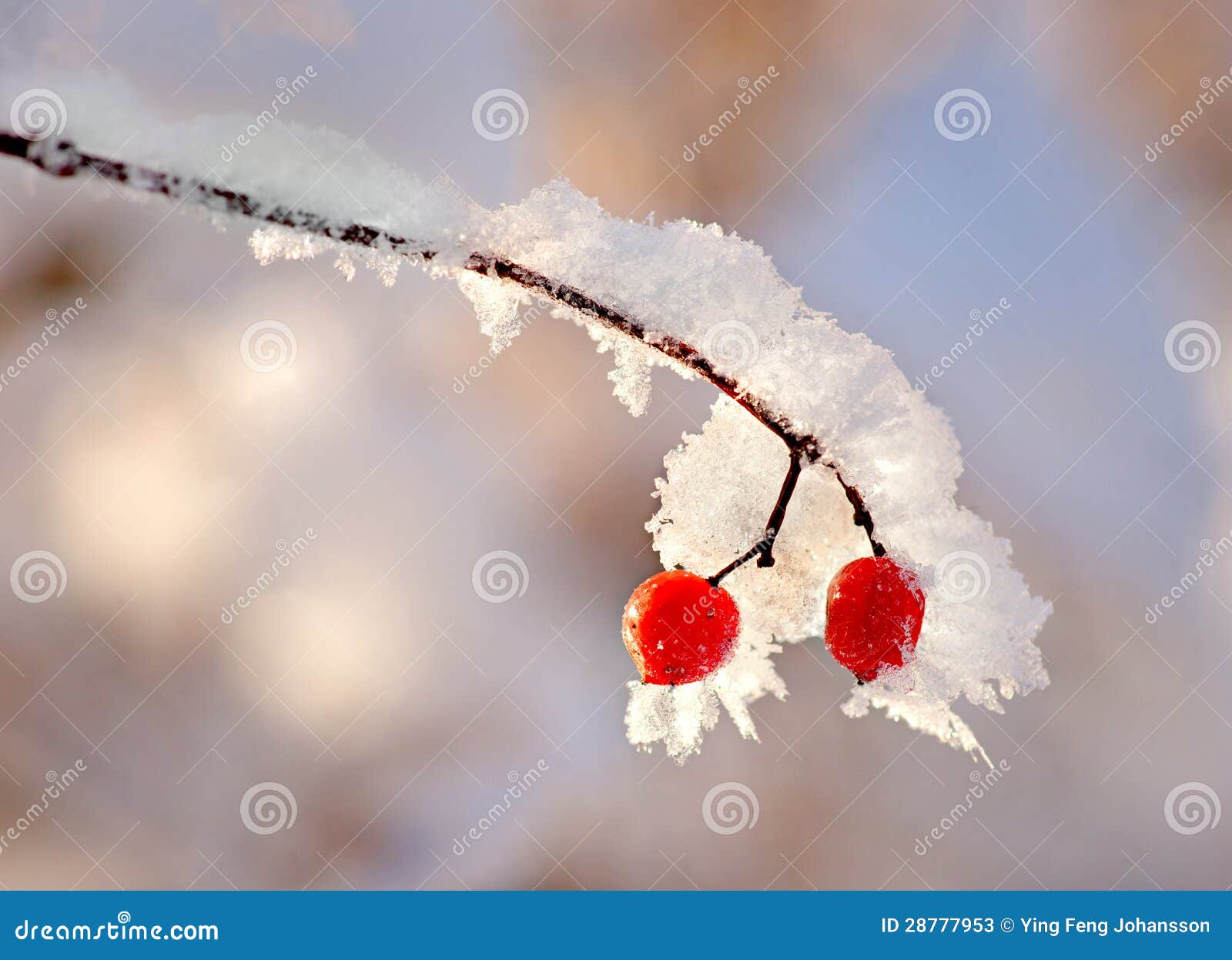 Red berries in snow stock image. Image of frost, tree - 28777953