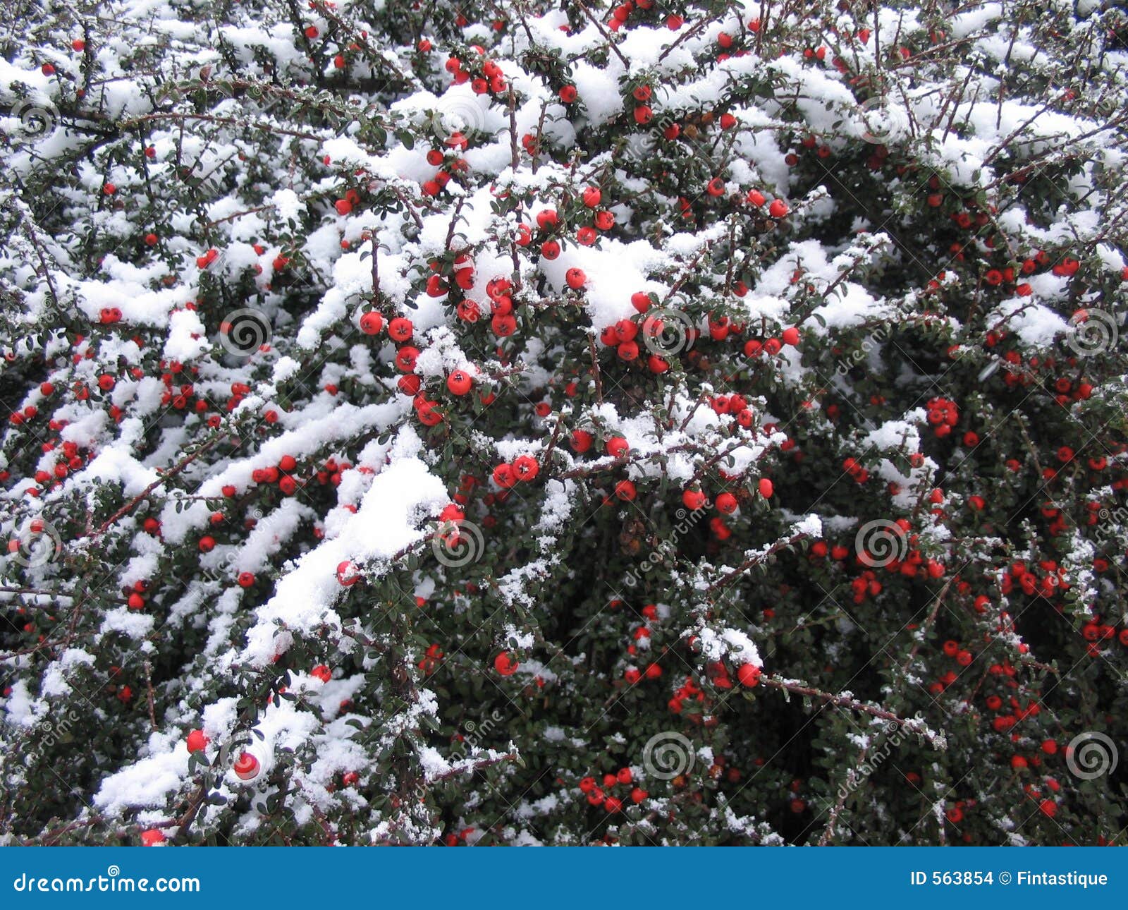 Red berries with snow stock photo. Image of winter, leaves - 563854