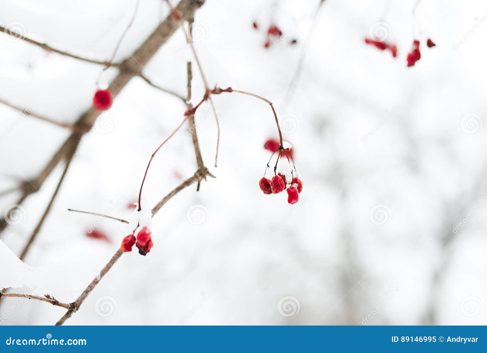 Red berries in the snow stock image. Image of detail - 89146995
