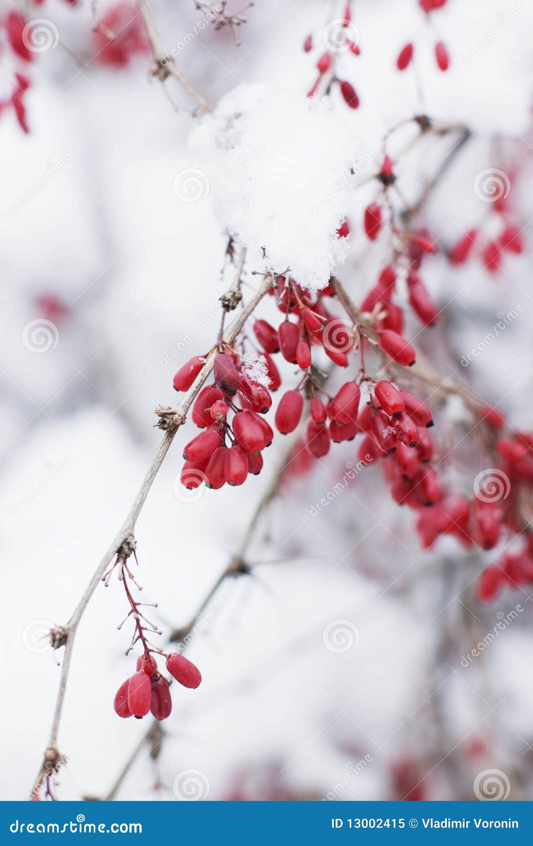 Red Berries on a Snow Branch Stock Image - Image of holiday, healthy ...