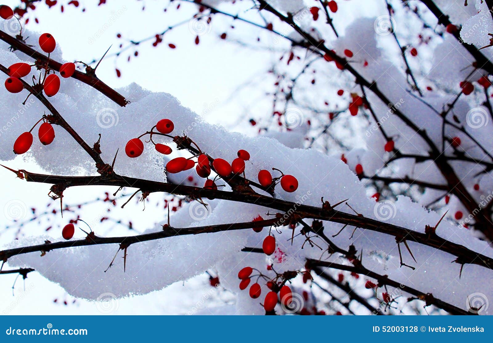 Red berries with snow stock photo. Image of beautiful - 52003128