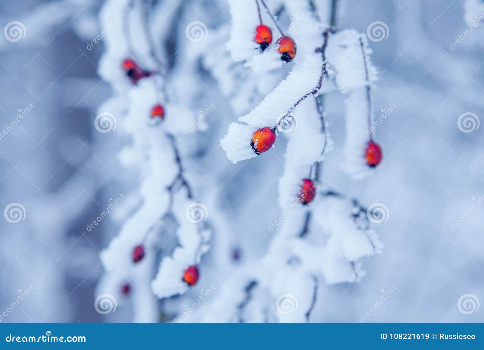 Red berries in the snow stock image. Image of plant - 108221619