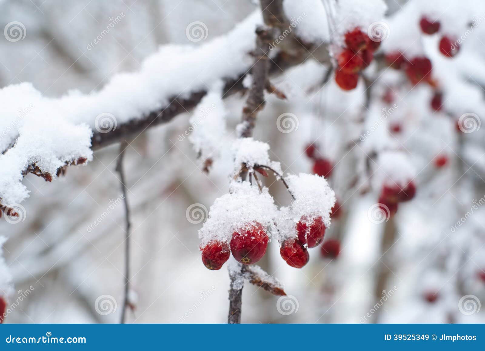 Red berries in the snow stock image. Image of dock, blue - 39525349