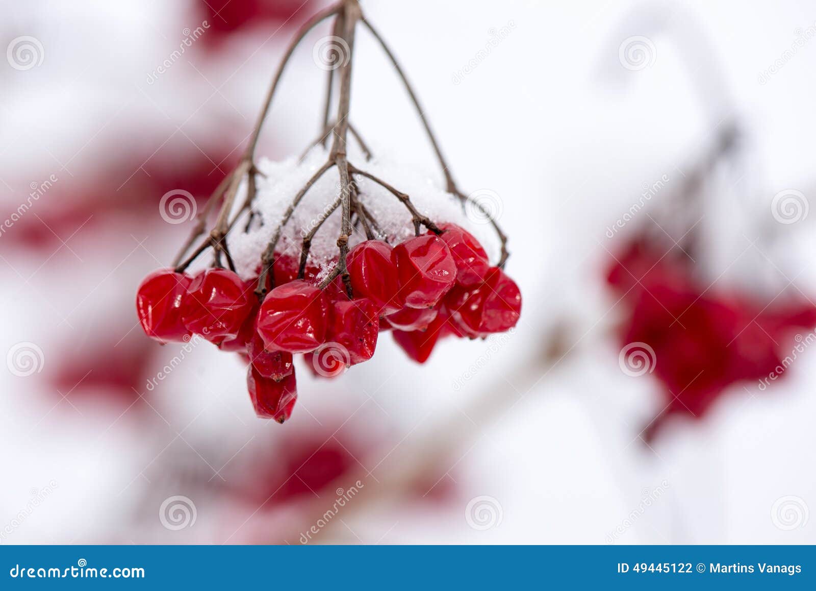 Red Berries in the Snow with Frost Stock Photo - Image of macro, frozen ...