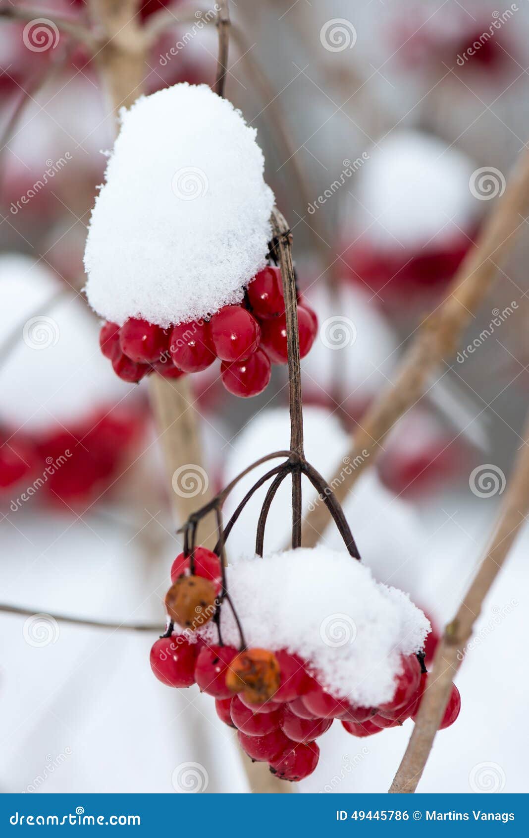 Red Berries in the Snow with Frost Stock Photo - Image of frost ...
