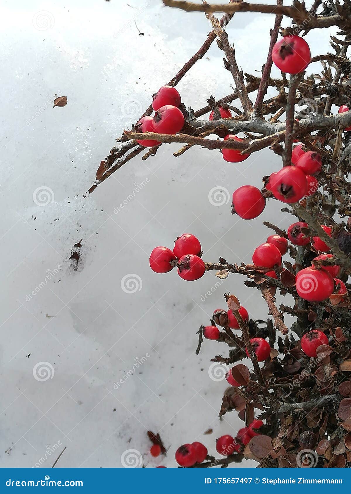 Red Berries in the Snow stock image. Image of snow, winter - 175657497