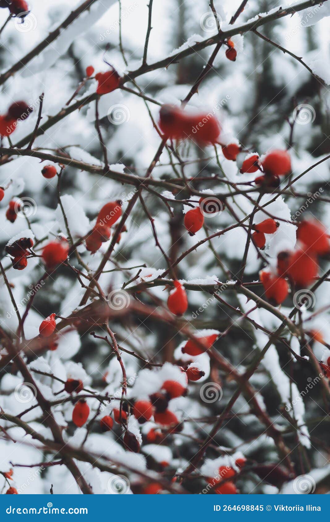 Red Berries in the Snow in Winter Stock Image - Image of forest, bush ...