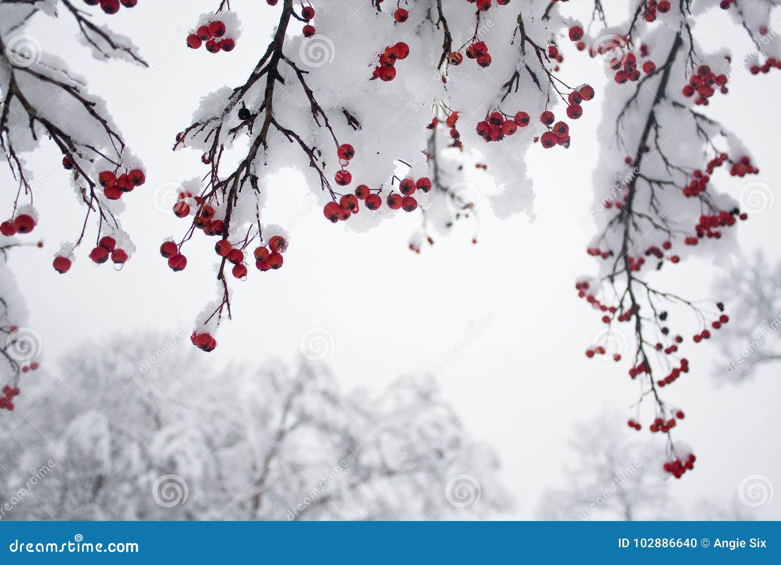 Red Berries on Snowy Branches Stock Photo - Image of landscape ...
