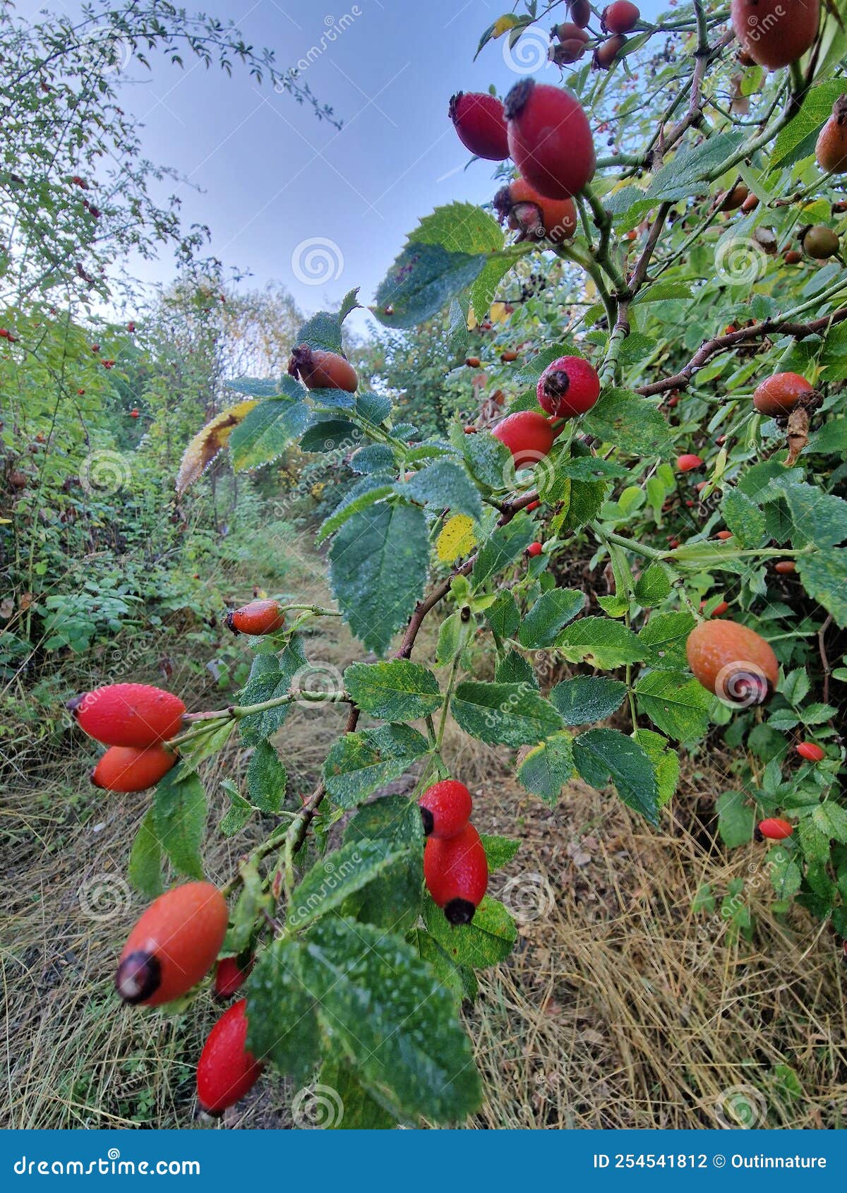 Red Rosehip Berries on a Summer Shrub Stock Photo - Image of summer ...
