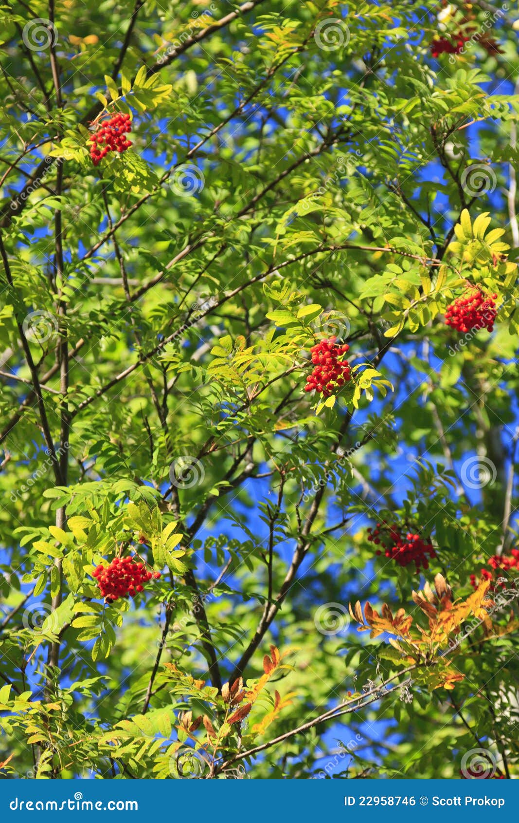 Red Berries on Tree stock photo. Image of ripe, plant - 22958746