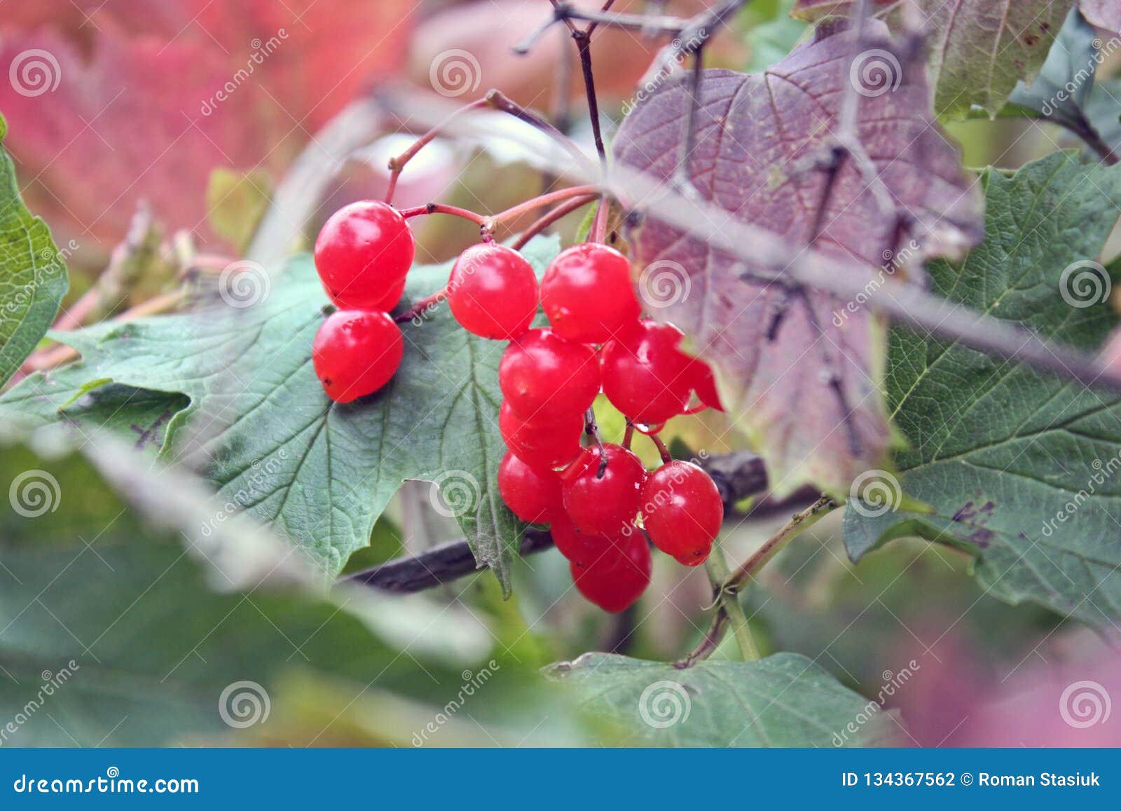 Red Berries on a Tree in Autumn Stock Photo - Image of grow, leaves ...
