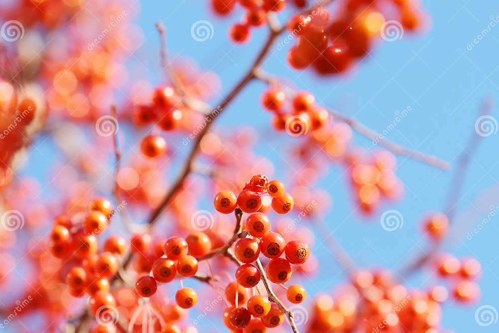 Red berries on a tree stock photo. Image of redcurrant - 261935098