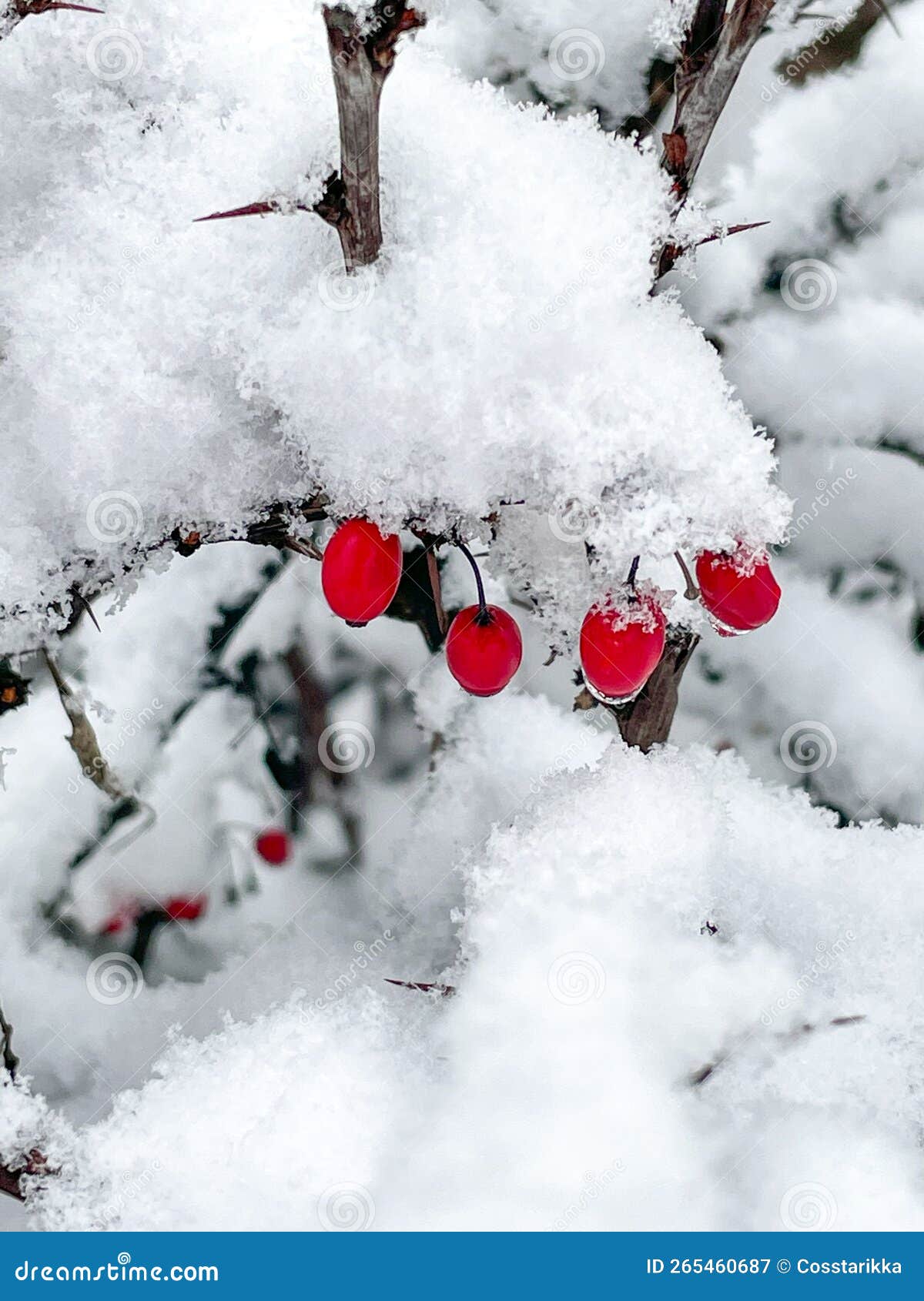 Red Berries on Tree Branches Under a White Cover of Snow in Winter ...