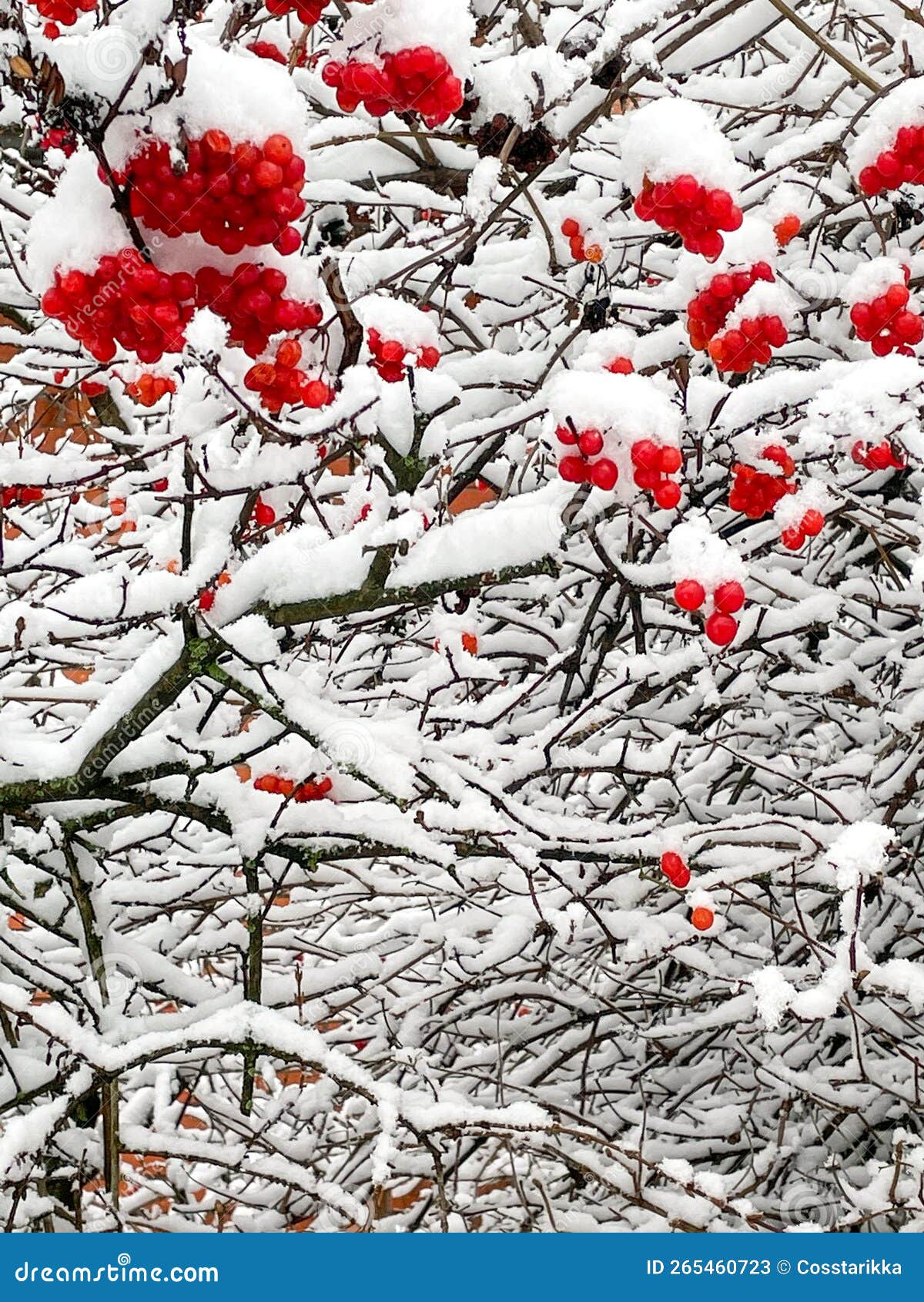 Red Berries on Tree Branches Under a White Cover of Snow in Winter ...