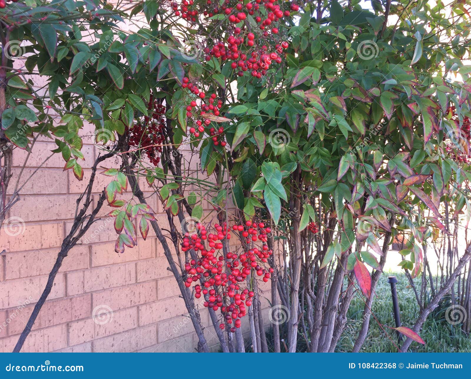 Red berries on a tree stock photo. Image of rowan, snake - 108422368
