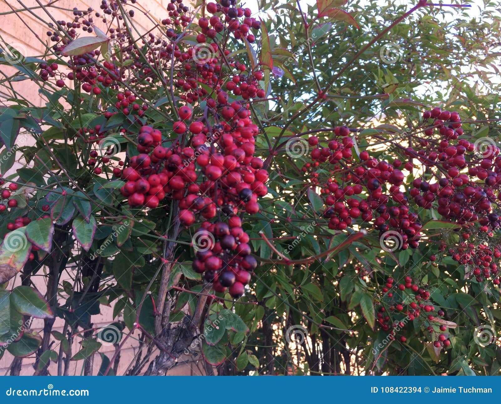 Red berries on a tree stock photo. Image of lingonberry - 108422394