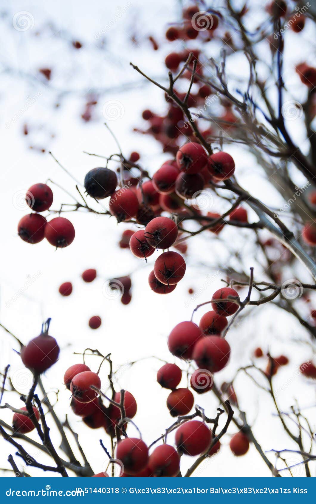 Red berries on a tree stock photo. Image of garden, bunch - 51440318