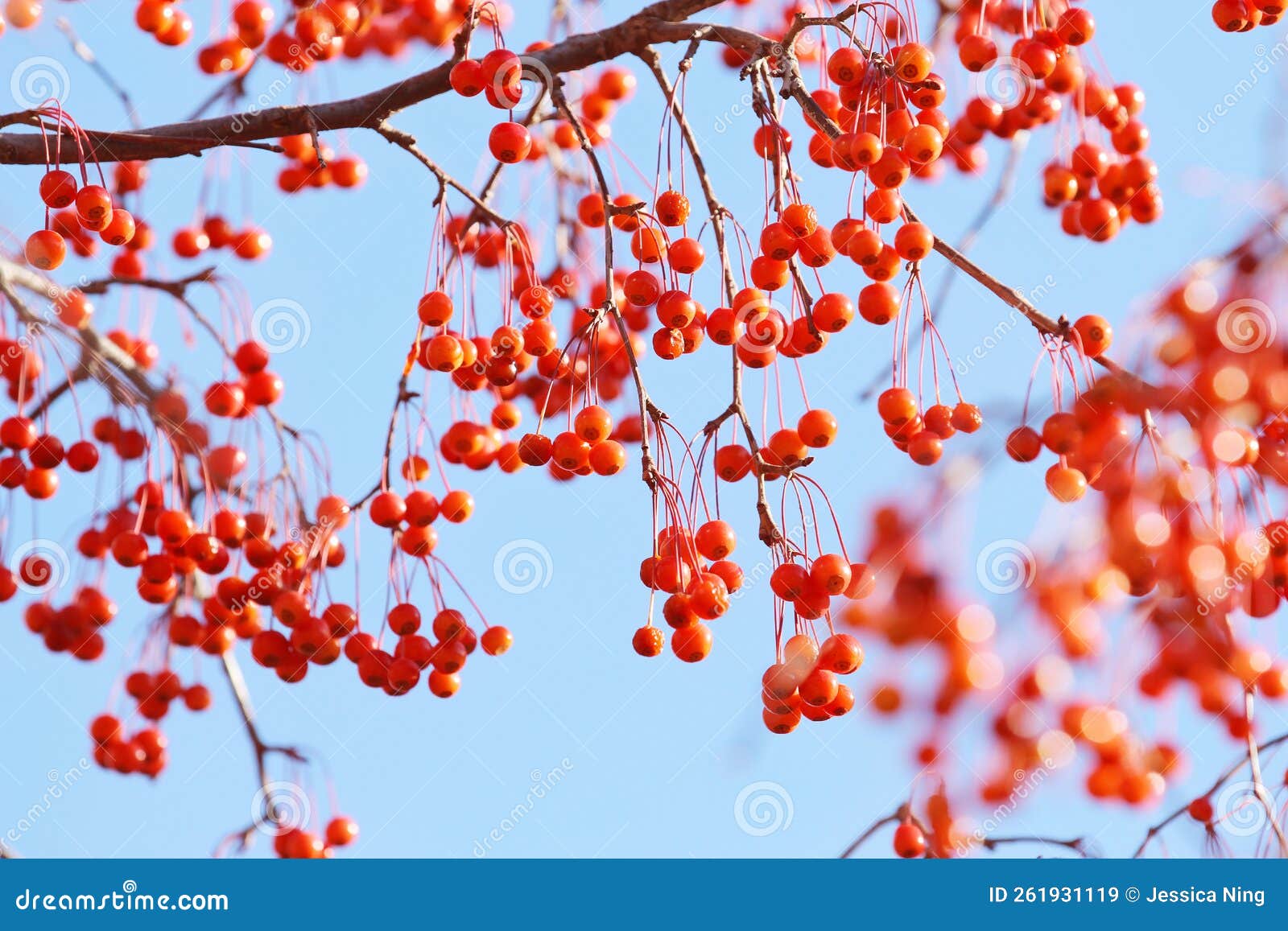 Red berries on a tree stock image. Image of garden, flora - 261931119