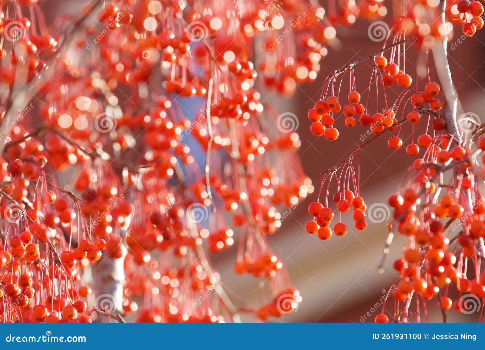 Red berries on a tree stock photo. Image of blue, plant - 261931100