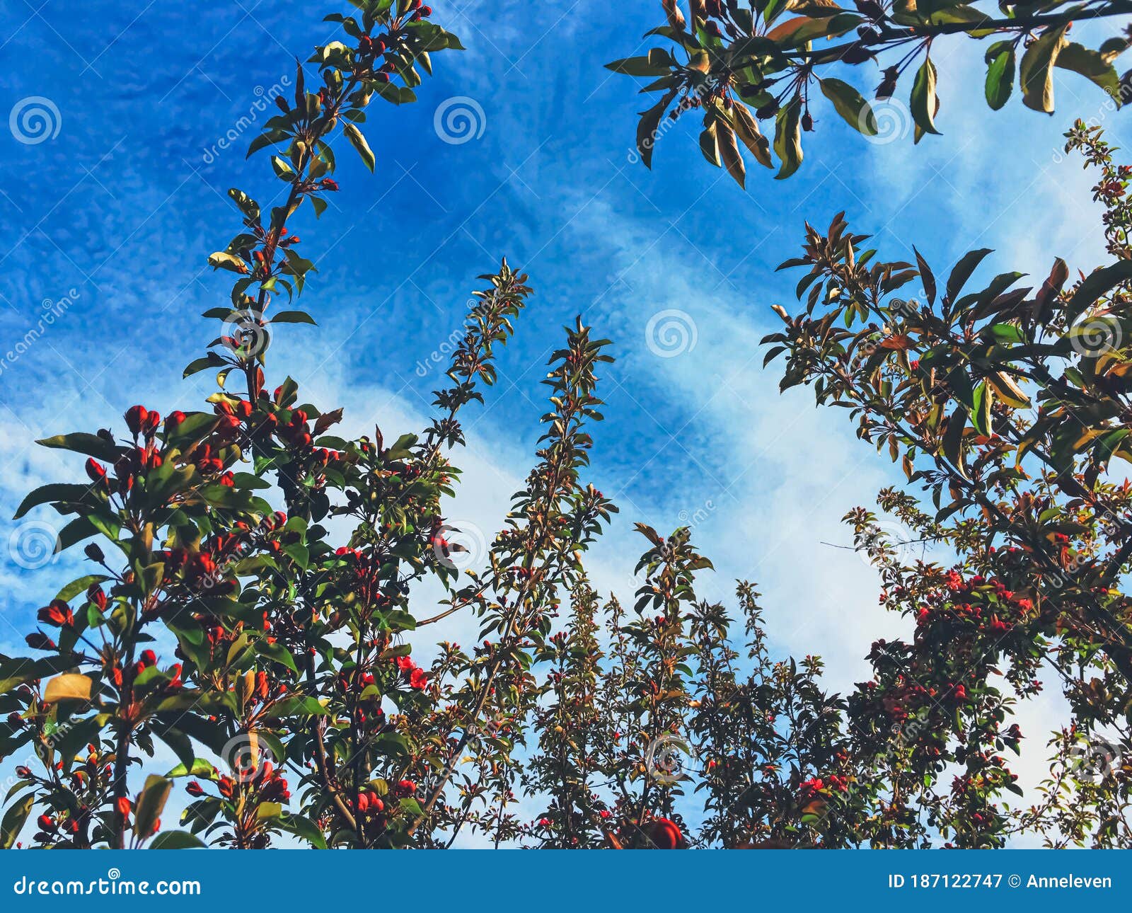 Red Berries on Tree at Sunset in Spring Stock Image - Image of berries ...