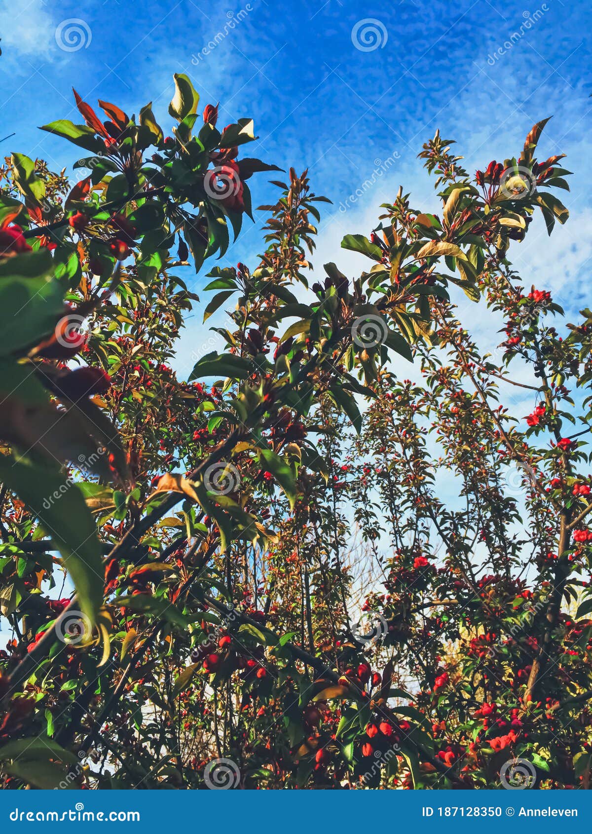 Red Berries on Tree at Sunset in Spring Stock Photo - Image of food ...